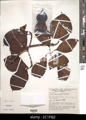 Couma macrocarpa Barb Rodr Stock Photo - Alamy