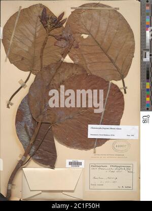 Chonemorpha fragrans Moon Alston Chonemorpha fragrans Moon Alston Stock ...