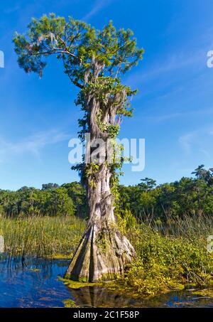 Wakulla Springs, the largest and deepest freshwater spring in the world ...