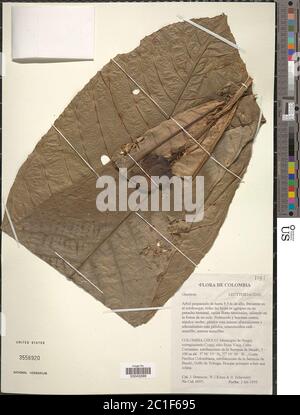 Gustavia sp Gustavia sp Stock Photo - Alamy