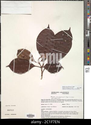 Blakea brasiliensis Cogn Blakea brasiliensis Cogn Stock Photo - Alamy