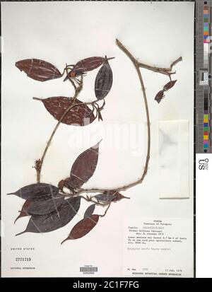 Blakea foliacea Gleason Blakea foliacea Gleason Stock Photo - Alamy