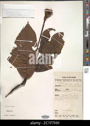 Astronia sp Astronia sp Stock Photo - Alamy