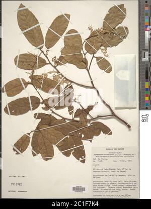 Hopea sp Hopea sp Stock Photo - Alamy