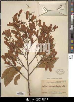 Vatica mangachapoi Blanco Stock Photo - Alamy