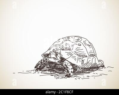 Turtle vector illustration. Hand drawn sea animal. Cartoon style Stock ...
