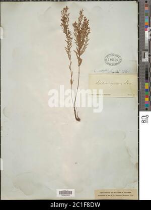 Lechea stricta Legg Stock Photo - Alamy