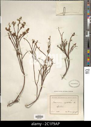 Bilberry (Vaccinium myrtillus L.) - a species of perennial plant from ...