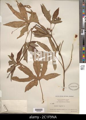Ipomoea digitata L Ipomoea digitata L Stock Photo - Alamy