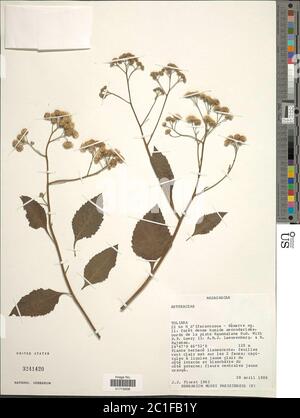 Microglossa sp Microglossa sp Stock Photo - Alamy