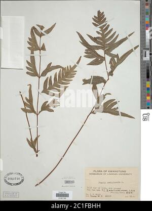 Pteris semipinnata L Pteris semipinnata L Stock Photo - Alamy