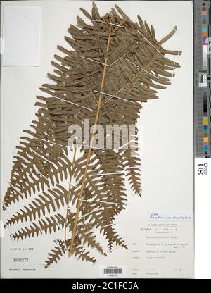 Pteris linearis Poir Pteris linearis Poir Stock Photo - Alamy