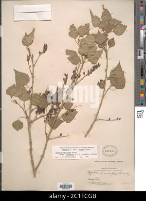 Populus mexicana Populus mexicana Stock Photo - Alamy