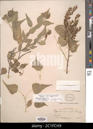 Populus mexicana Populus mexicana Stock Photo - Alamy