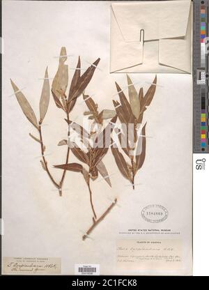 Salix bonplandiana Kunth Salix bonplandiana Kunth Stock Photo - Alamy