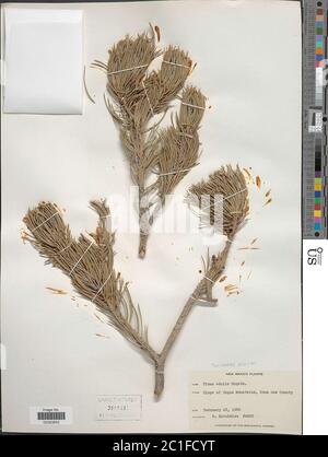 Pinus edulis Engelm Pinus edulis Engelm Stock Photo - Alamy