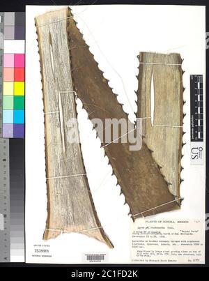 Agave rhodacantha Trel Agave rhodacantha Trel Stock Photo - Alamy