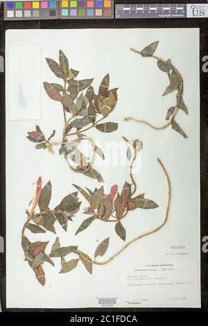 Columnea x hybrid Columnea x hybrid Stock Photo - Alamy