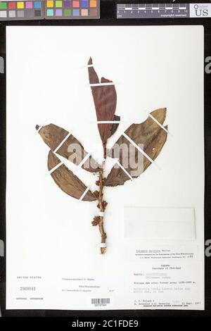 Columnea maculata CV Morton Columnea maculata CV Morton Stock Photo - Alamy
