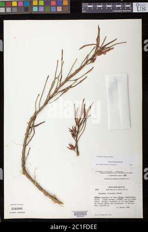 Columnea linearis Oerst Columnea linearis Oerst Stock Photo - Alamy