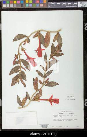 Columnea x hybrid Columnea x hybrid Stock Photo - Alamy