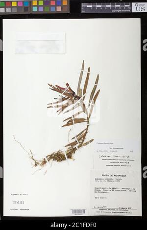 Columnea linearis Oerst Columnea linearis Oerst Stock Photo - Alamy