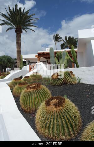 Cactuses in Lanzarote island, Spain Echinocactus grusonii (Golden ...