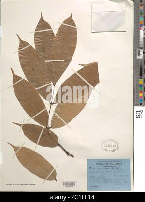 Brownea ariza is a species of flowering plant known for its ornamental ...