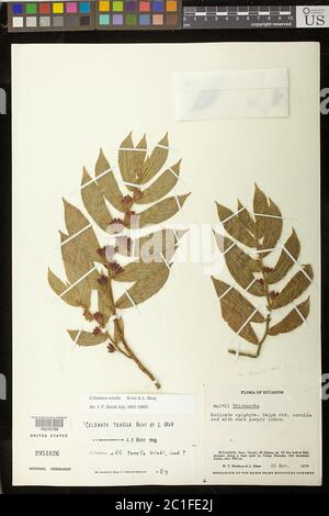 Columnea tenella LP Kvist LE Skog Columnea tenella LP Kvist LE Skog ...