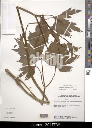 Ranunculus mauiensis A Gray Ranunculus mauiensis A Gray Stock Photo - Alamy