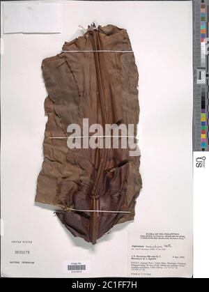 Asplenium musifolium Mett Asplenium musifolium Mett Stock Photo - Alamy