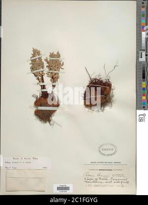 Pellaea breweri DC Eaton Pellaea breweri DC Eaton Stock Photo - Alamy