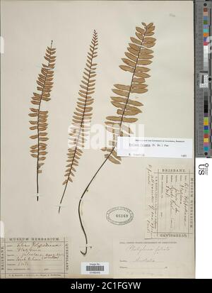 Pellaea falcata, sickle fern Stock Photo - Alamy