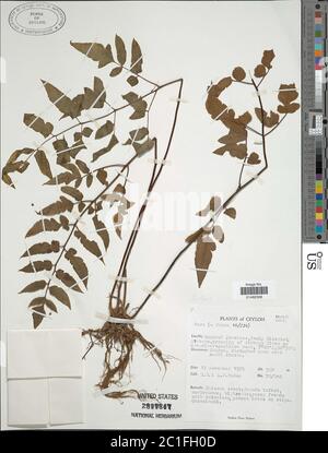 Pellaea sp Pellaea sp Stock Photo - Alamy