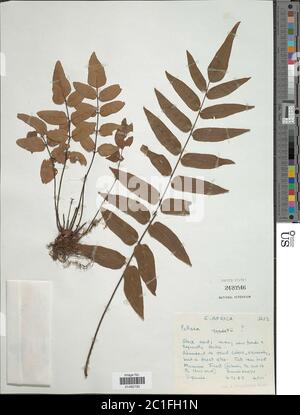 Pellaea sp Pellaea sp Stock Photo - Alamy