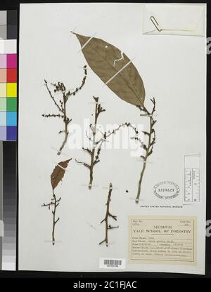 Coula edulis Baill Coula edulis Baill Stock Photo - Alamy