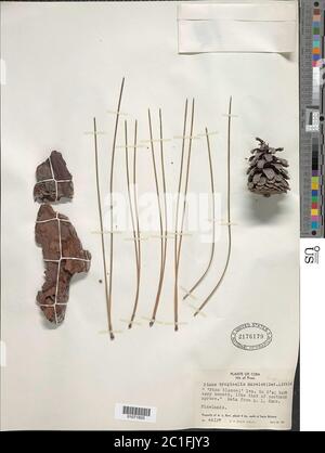 Pinus tropicalis Pinus tropicalis Stock Photo - Alamy