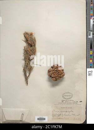 Pinus edulis Engelm Pinus edulis Engelm Stock Photo - Alamy