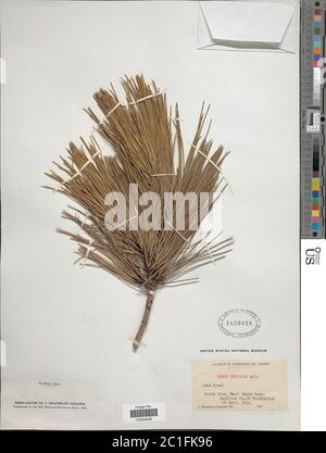 Pinus resinosa Aiton Pinus resinosa Aiton Stock Photo - Alamy