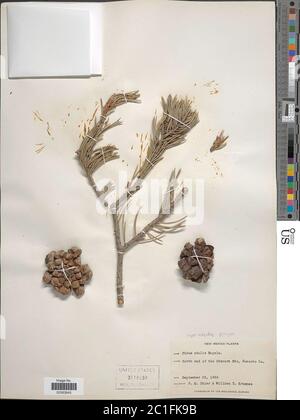 Pinus edulis Engelm Pinus edulis Engelm Stock Photo - Alamy