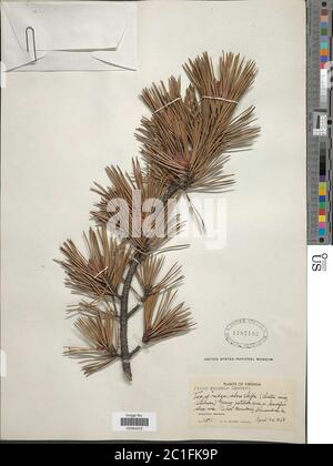 Table Mountain pine (Pinus pungens) Plantae Stock Photo - Alamy