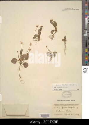 primrose-leaved violet (Viola primulifolia) Plantae Stock Photo - Alamy