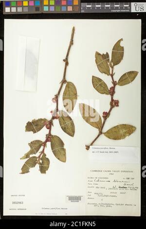 Columnea parviflora CV Morton Columnea parviflora CV Morton Stock Photo ...