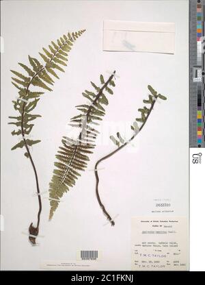 Bird's nest fern dark green leaves. Exotic tropical amazon jungle ...