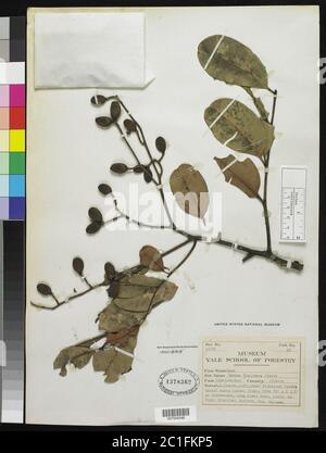 Hannoa klaineana Pierre Engl Hannoa klaineana Pierre Engl Stock Photo ...