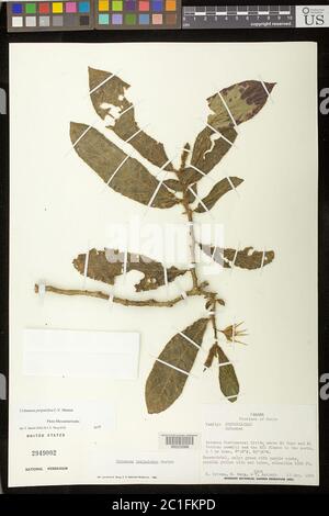 Columnea perpulchra CV Morton Columnea perpulchra CV Morton Stock Photo ...