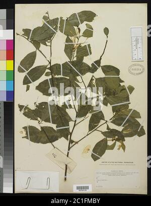 Turraea sp Turraea sp Stock Photo - Alamy