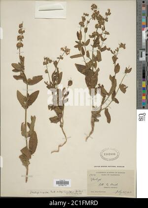 Stachys rigida Stachys rigida Stock Photo - Alamy