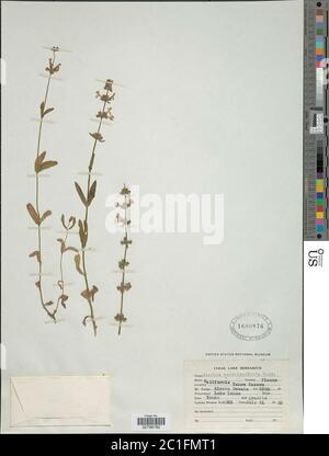 Stachys rigida Stachys rigida Stock Photo - Alamy