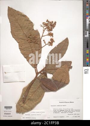 Saurauia scabrida Hemsl Stock Photo - Alamy